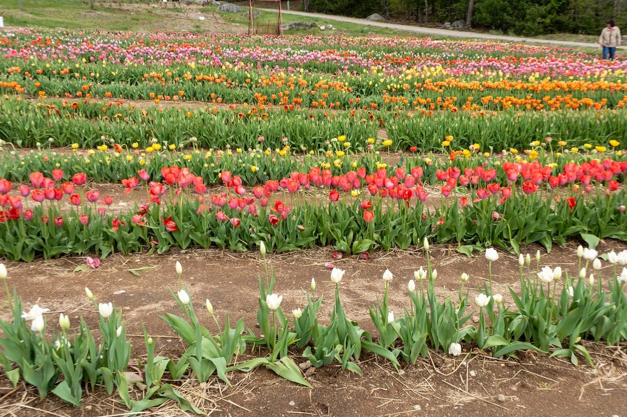 X-H2 Image edges out of focus |﻿ Fuji X-H1 / Fuji X-H2s / Fuji X-H2